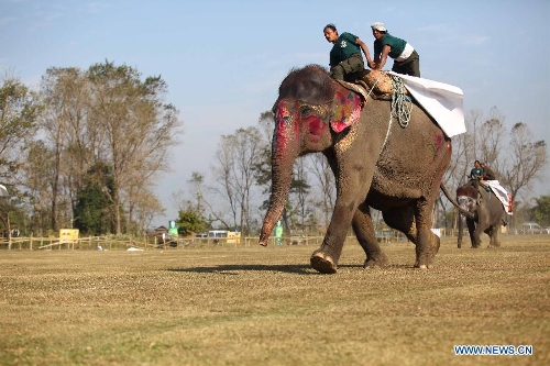 Elephants race held in Nepal - Global Times