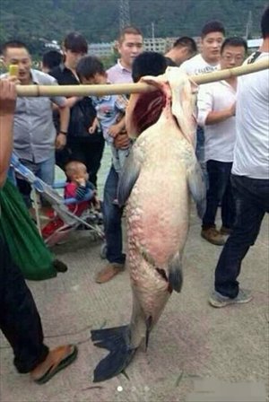 Holy carp! Villagers swarm to fish-filled reservoir before typhoon ...