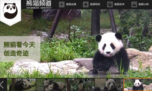 Live 24-hour giant panda channel a hit online - Global Times