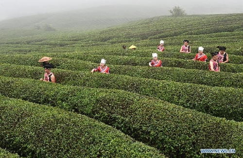 Tea growers pick up tea leaves in SW China - Global Times