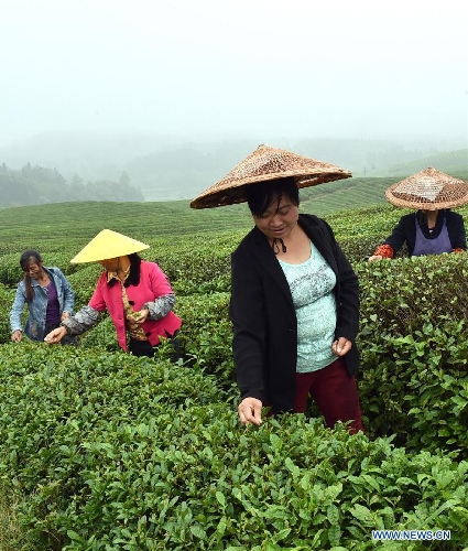 Tea growers pick up tea leaves in SW China - Global Times