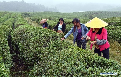 Tea growers pick up tea leaves in SW China - Global Times