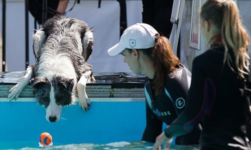 Dog diving competition held in Budapest - Global Times