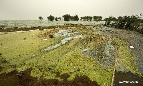 Blue-green algae expand in Chaohu Lake - Global Times