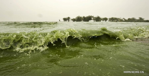 Blue-green algae expand in Chaohu Lake - Global Times