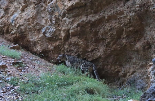 Endangered snow leopard appears at Tibetan village in Himalayas ...