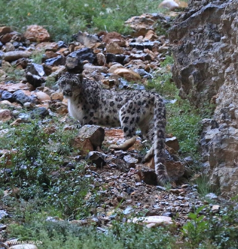 Endangered snow leopard appears at Tibetan village in Himalayas ...