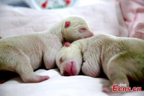 Polar bear gives birth to twin cubs - Global Times