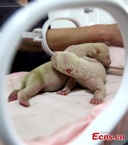 Polar bear gives birth to twin cubs - Global Times