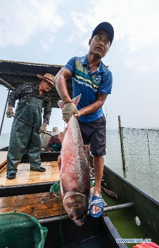 Fishing season of Taihu Lake begins - Global Times