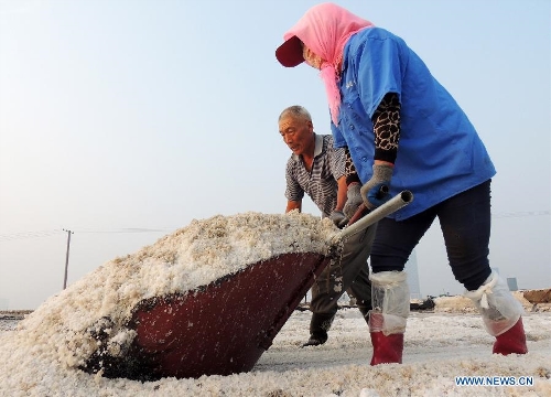 Crude salt harvested in East China - Global Times
