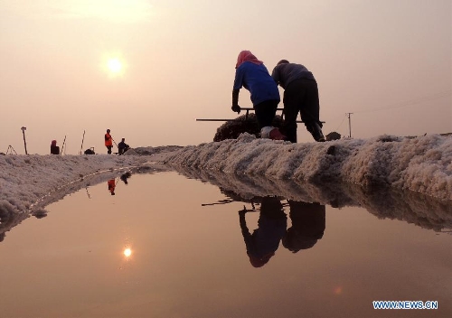 Crude salt harvested in East China - Global Times