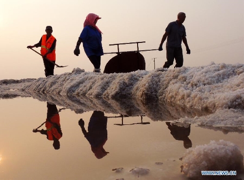 Crude salt harvested in East China - Global Times