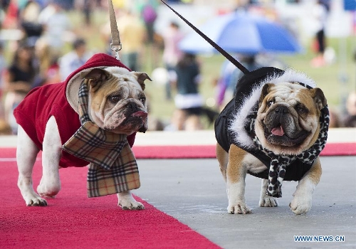 Outdoor festival for dogs kicks off in Toronto - Global Times