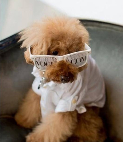 Funny animal expressions - Global Times