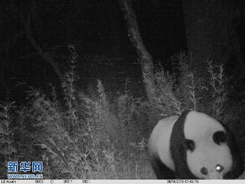 Carnivorous wild pandas filmed fighting in NW China - Global Times