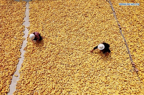 Harvest season in China colored by ripe crops - Global Times