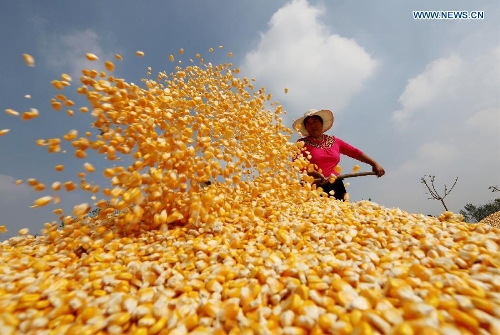 Harvest season in China colored by ripe crops - Global Times
