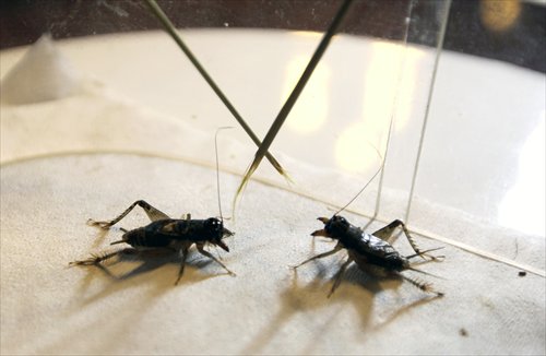 Big battles, little beasts - Global Times