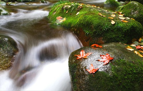 Top 10 places to see autumn leaves in China - Global Times