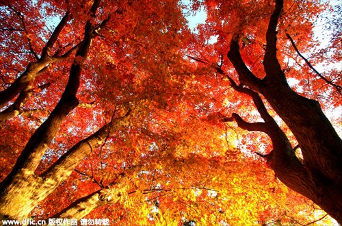 Top 10 places to see autumn leaves in China - Global Times