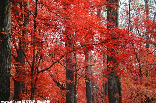Top 10 places to see autumn leaves in China - Global Times