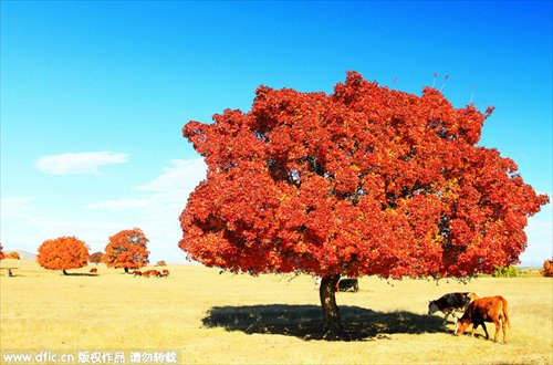 Top 10 places to see autumn leaves in China - Global Times