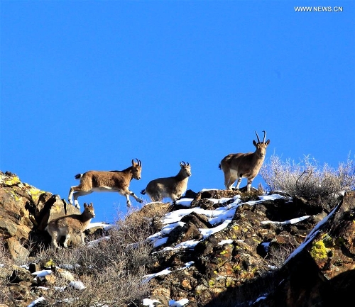 Siberian ibexes seen in Altay, China's Xinjiang - Global Times