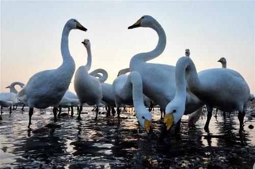 Thousands of migratory swans spend winter in east China's Rongcheng ...