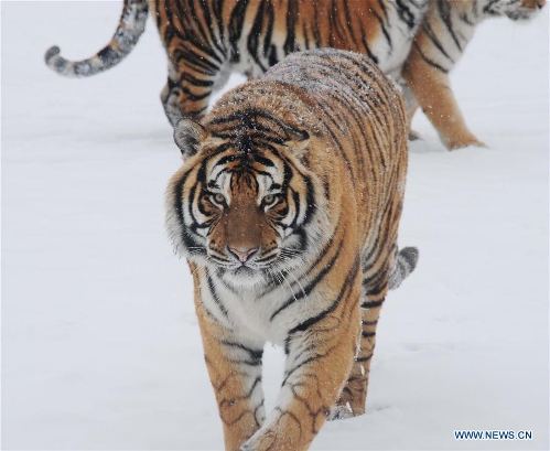 World's largest Siberian tigers breeding center - Global Times