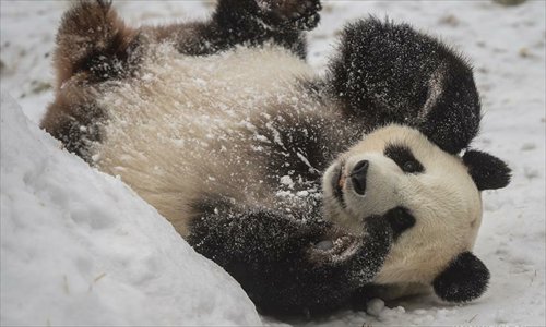 Two giant pandas try new life in China's cold north - Global Times