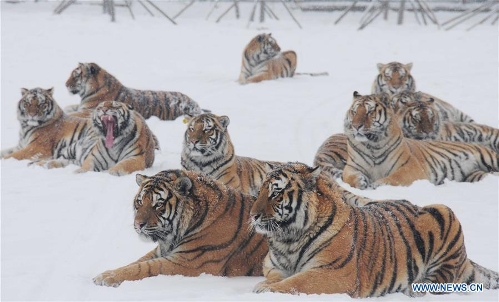 World's largest Siberian tigers breeding center - Global Times