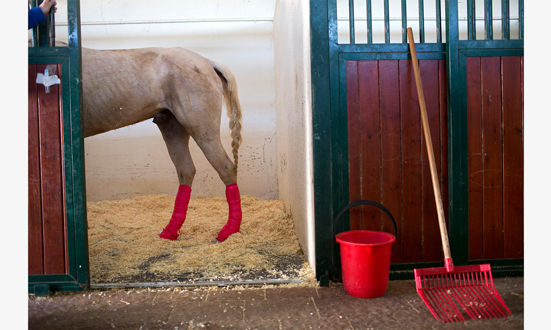 Studs and stitches: Israeli equine hospital shows surgery isn’t ...