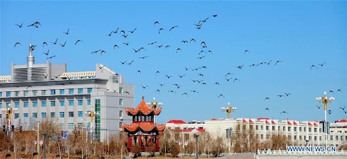 Migratory birds arrive in Yumen City to spend winter - Global Times