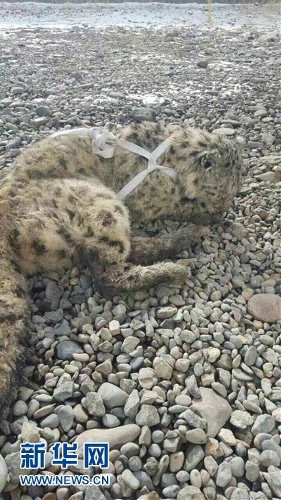 Injured snow leopard rescued by herdsmen in China's Qinghai province ...