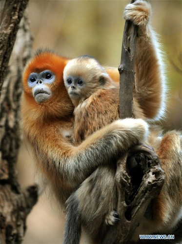 Golden monkeys at Foping Giant Panda Valley in N China's Shaanxi ...