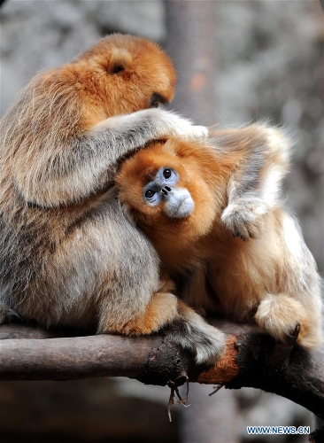 Golden monkeys at Foping Giant Panda Valley in N China's Shaanxi ...