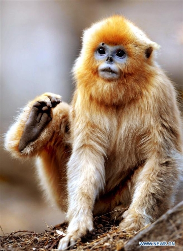 Golden monkeys at Foping Giant Panda Valley in N China's Shaanxi ...