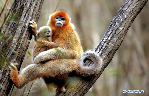 Golden monkeys at Foping Giant Panda Valley in N China's Shaanxi ...
