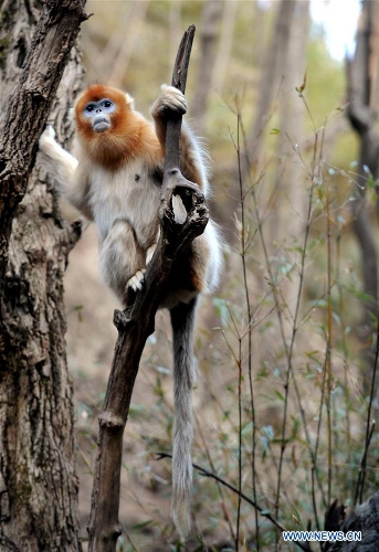 Golden monkeys at Foping Giant Panda Valley in N China's Shaanxi ...
