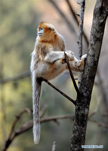Golden monkeys at Foping Giant Panda Valley in N China's Shaanxi ...