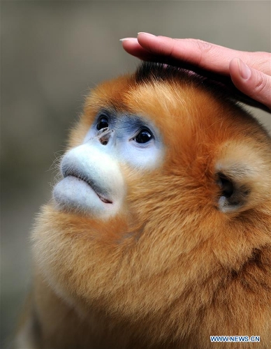 Golden monkeys at Foping Giant Panda Valley in N China's Shaanxi ...