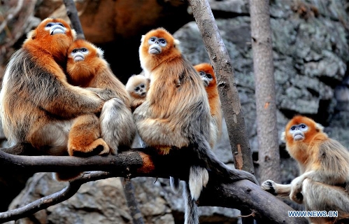 Golden monkeys at Foping Giant Panda Valley in N China's Shaanxi ...