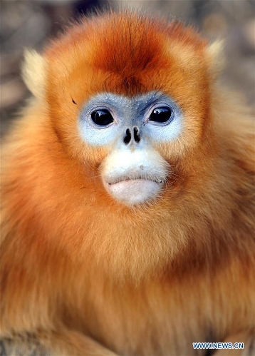Golden monkeys at Foping Giant Panda Valley in N China's Shaanxi ...
