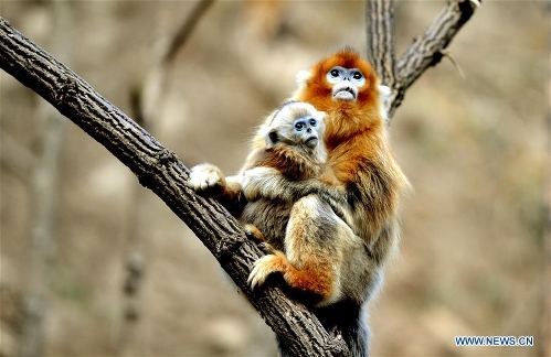 Golden monkeys at Foping Giant Panda Valley in N China's Shaanxi ...