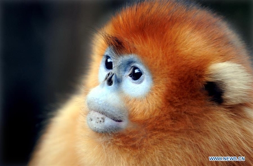 Golden monkeys at Foping Giant Panda Valley in N China's Shaanxi ...