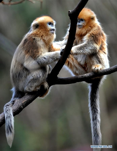 Golden monkeys at Foping Giant Panda Valley in N China's Shaanxi ...