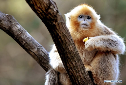 Golden monkeys at Foping Giant Panda Valley in N China's Shaanxi ...