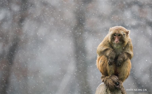 Monkeys seen in snow in E China - Global Times