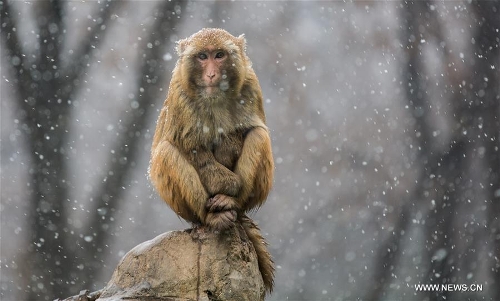 Monkeys seen in snow in E China - Global Times